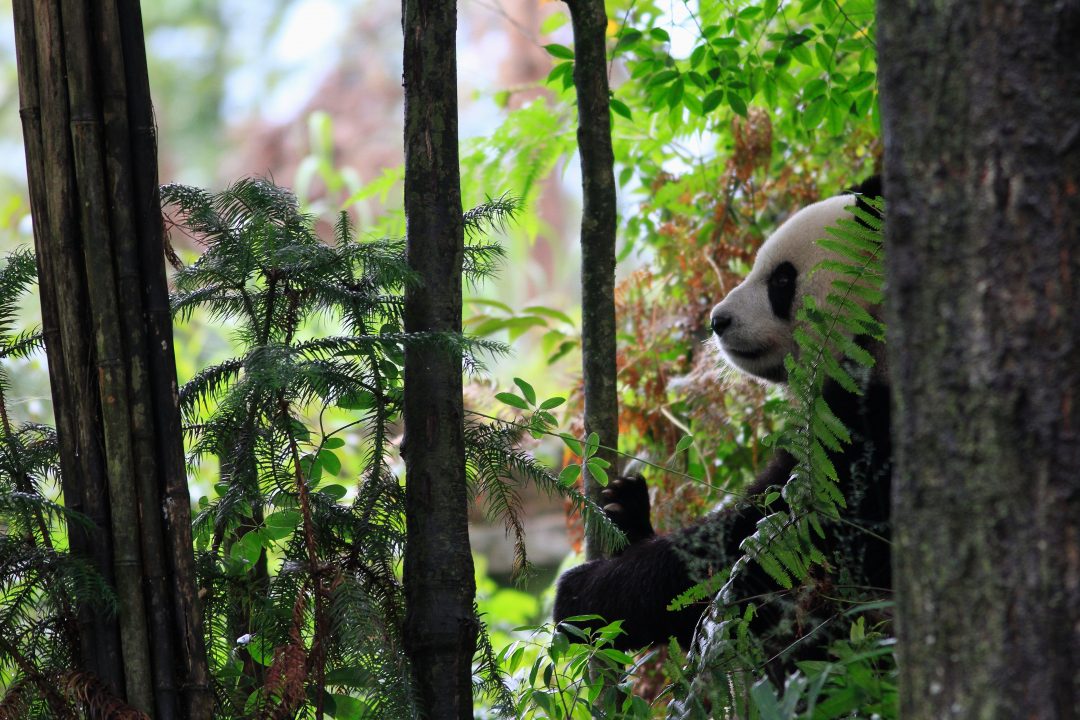 panda_bradjosephs_nha | Good Nature Travel Blog