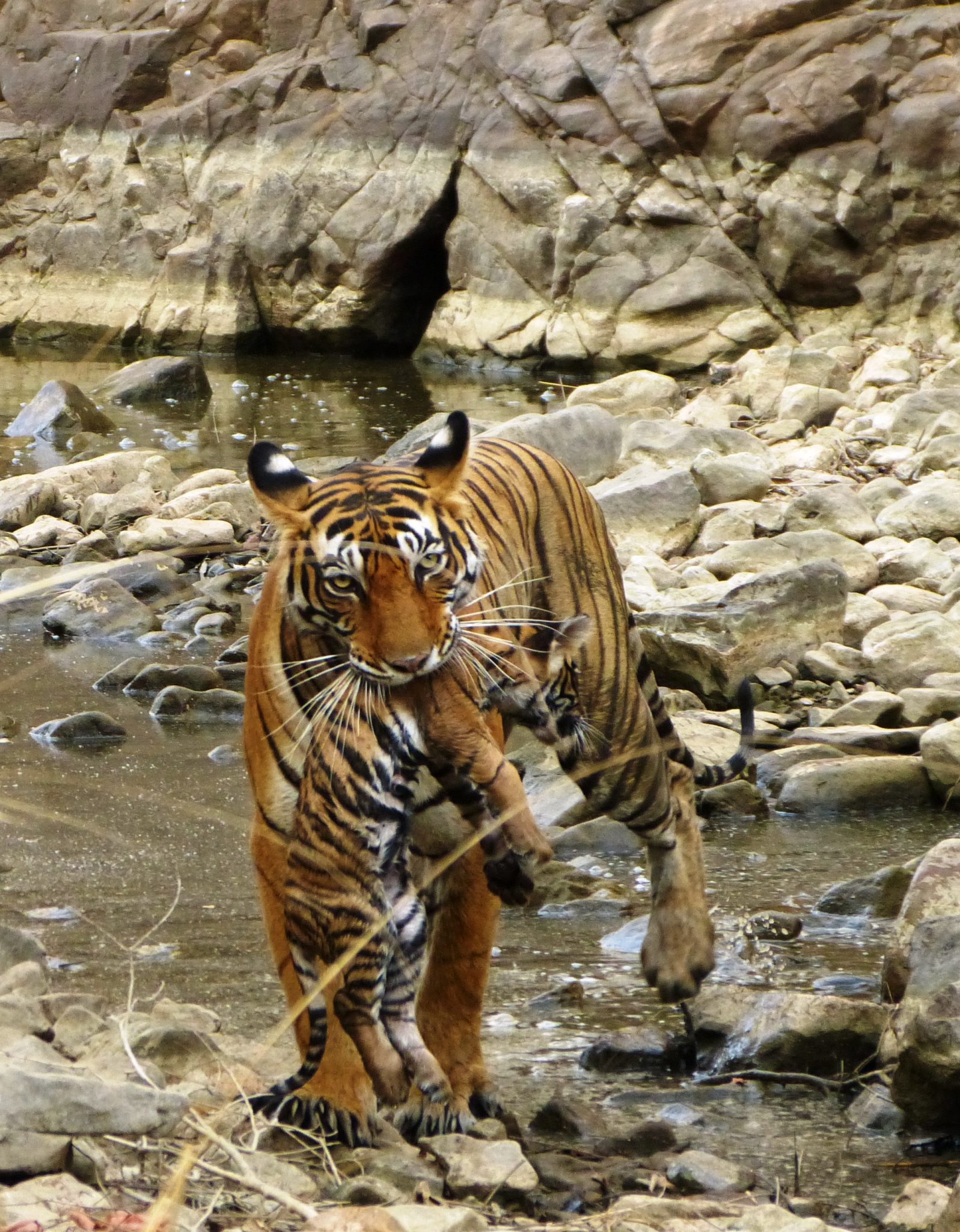 tiger carrying cub | Good Nature Travel Blog