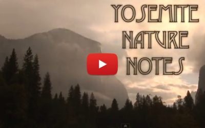 Yosemite Nature Notes Good Nature Travel Blog