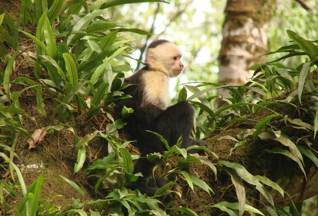 White-throated capuchin, Gorgona Island, Colombia | Good Nature Travel Blog