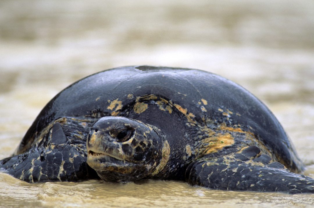 Green sea turtle (Chelonia mydas) | Good Nature Travel Blog