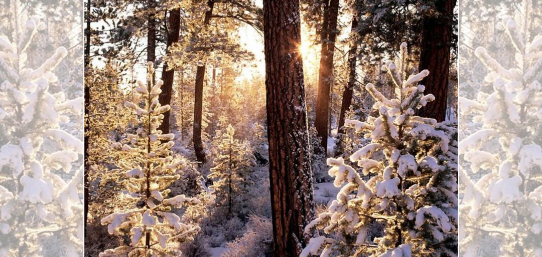 Winter-Trees-fin_Web | Good Nature Travel Blog
