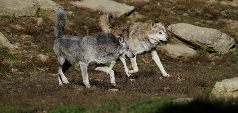 Wolves_Canada-CROP_Web | Good Nature Travel Blog