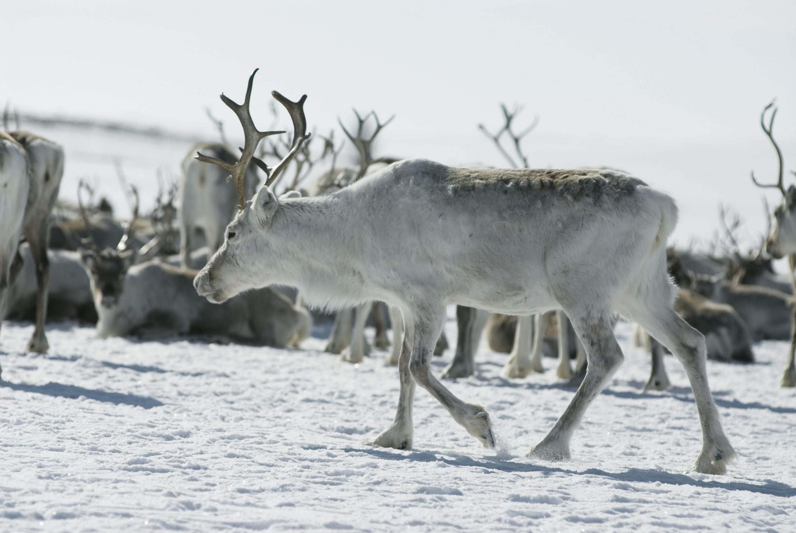 012008-99 reindeer | Good Nature Travel Blog