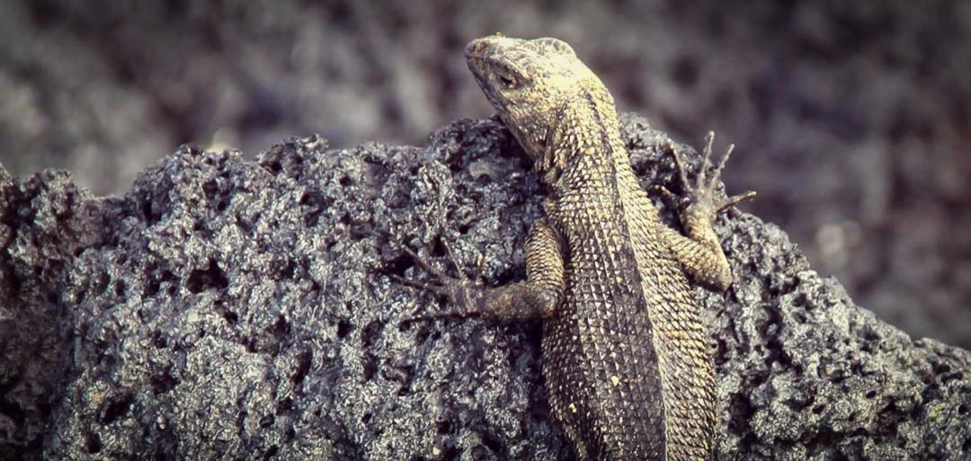 10)-IMG_3009LavaLizard-fin_Web | Good Nature Travel Blog