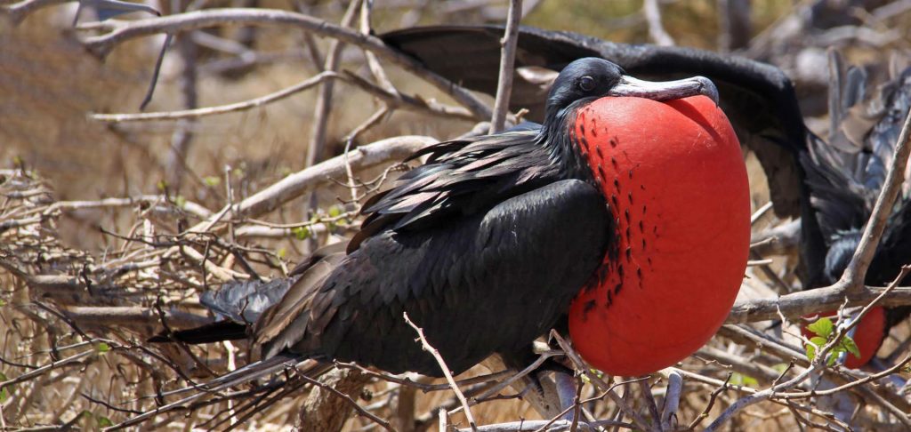 13)-IMG_6058_Frigatebird-fin_Web | Good Nature Travel Blog