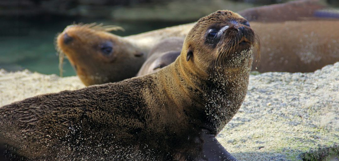 4)-IMG_2471_Seal-fin_Web | Good Nature Travel Blog