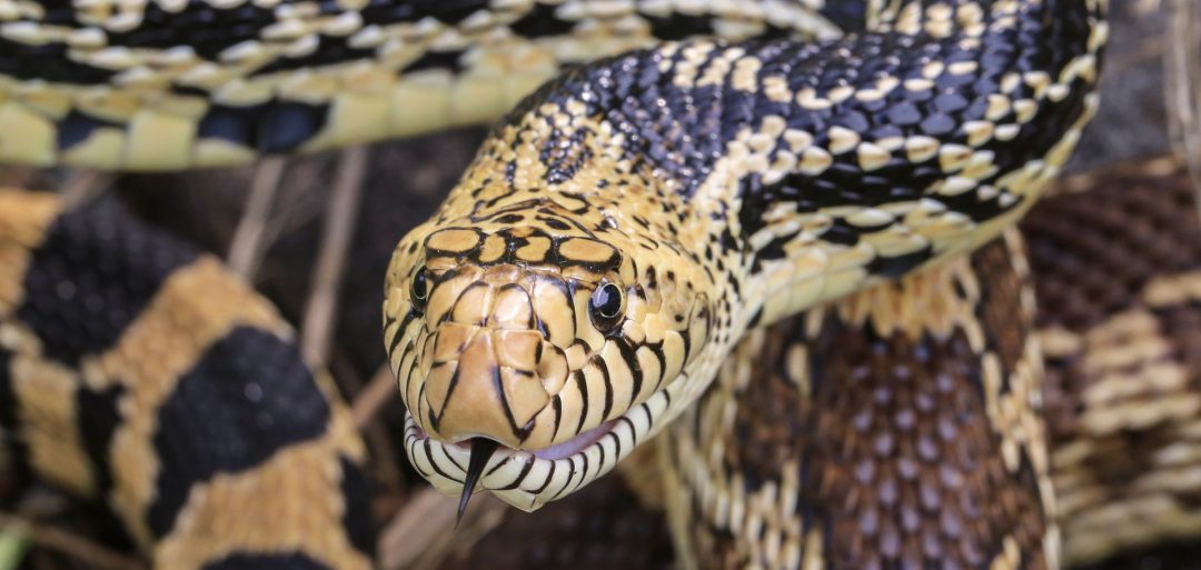 Bull-Snake_Ed-Ogle_flickr-CROP_Web | Good Nature Travel Blog