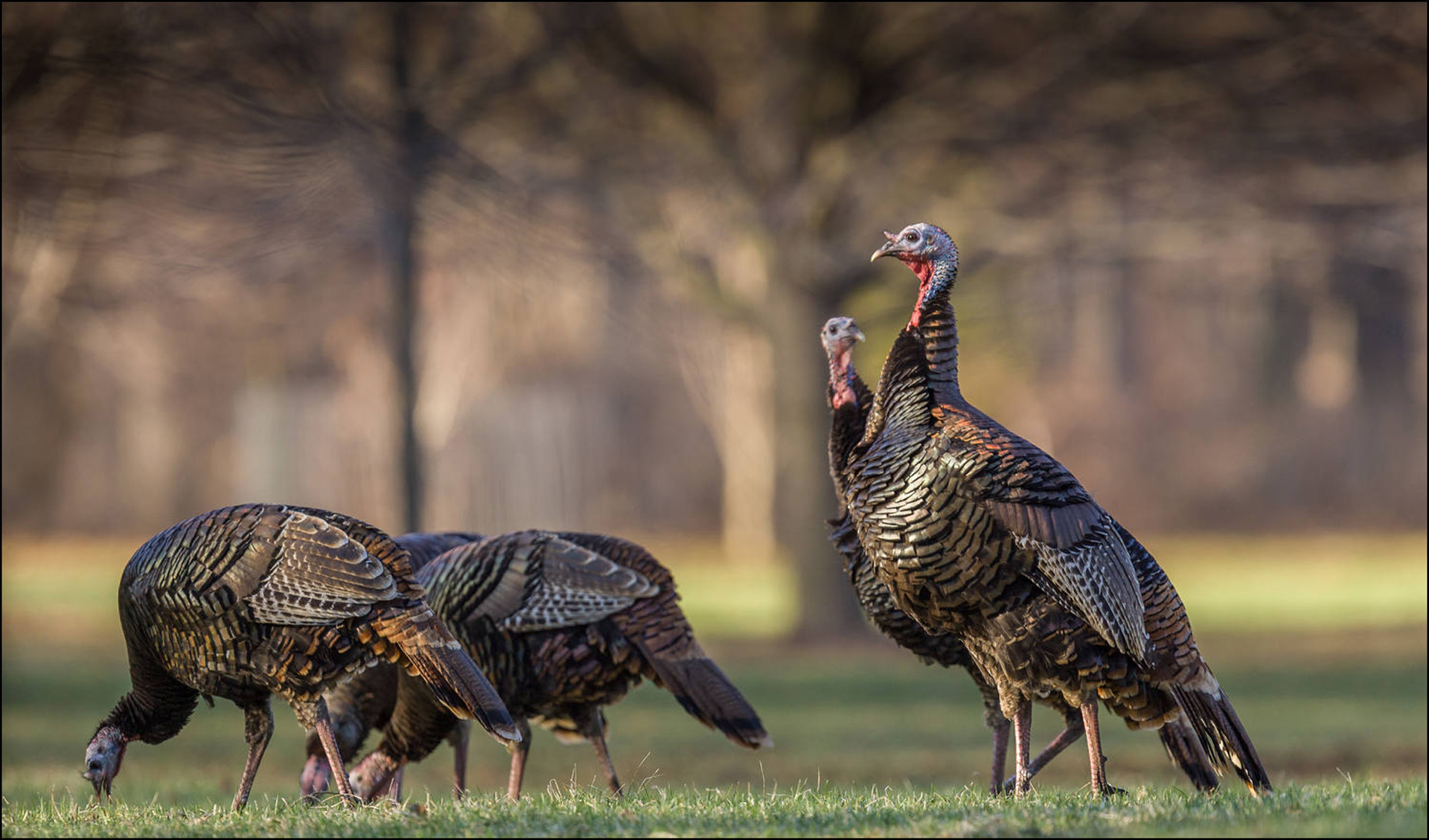 Video: A Tale of Two Turkeys