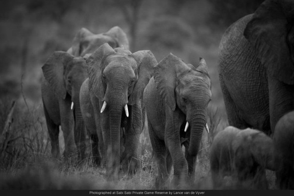 zz baby elephants | Good Nature Travel Blog