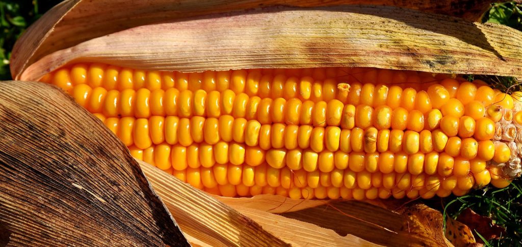 Corn 2 fin_Web | Good Nature Travel Blog