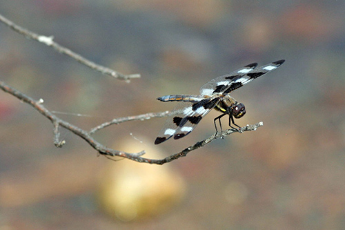 Dragonfly_Web | Good Nature Travel Blog