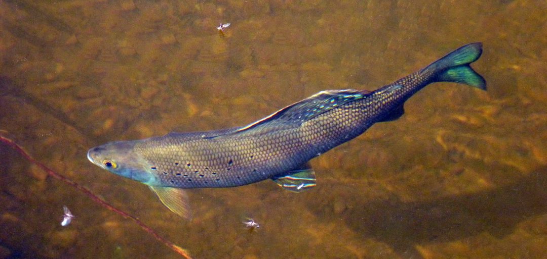 Arctic-Grayling_K.Sowl-2011-USFWS-Alaska-Fish-Photo-Contest-CROP_Web ...