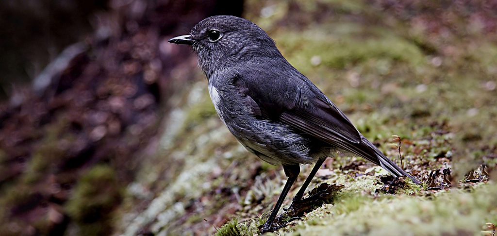 New-Zealand-Robin_Public-Domain-CROP_Web | Good Nature Travel Blog