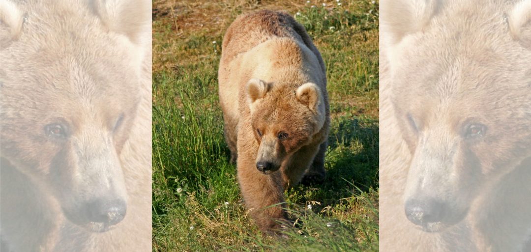 BearStalks-fin_Web | Good Nature Travel Blog