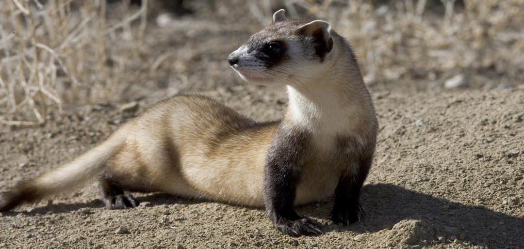 Black-Footed-Ferret-2-fin_Web | Good Nature Travel Blog