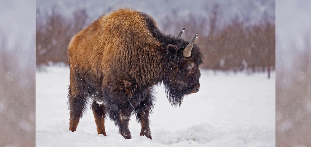 Wood-Bison_Lisa-Hupp-USFWS_flickr-fin_Web | Good Nature Travel Blog