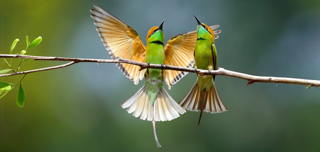 Birds-CROP_Web | Good Nature Travel Blog