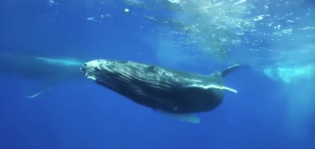 Close-Whale-CROP_Web | Good Nature Travel Blog