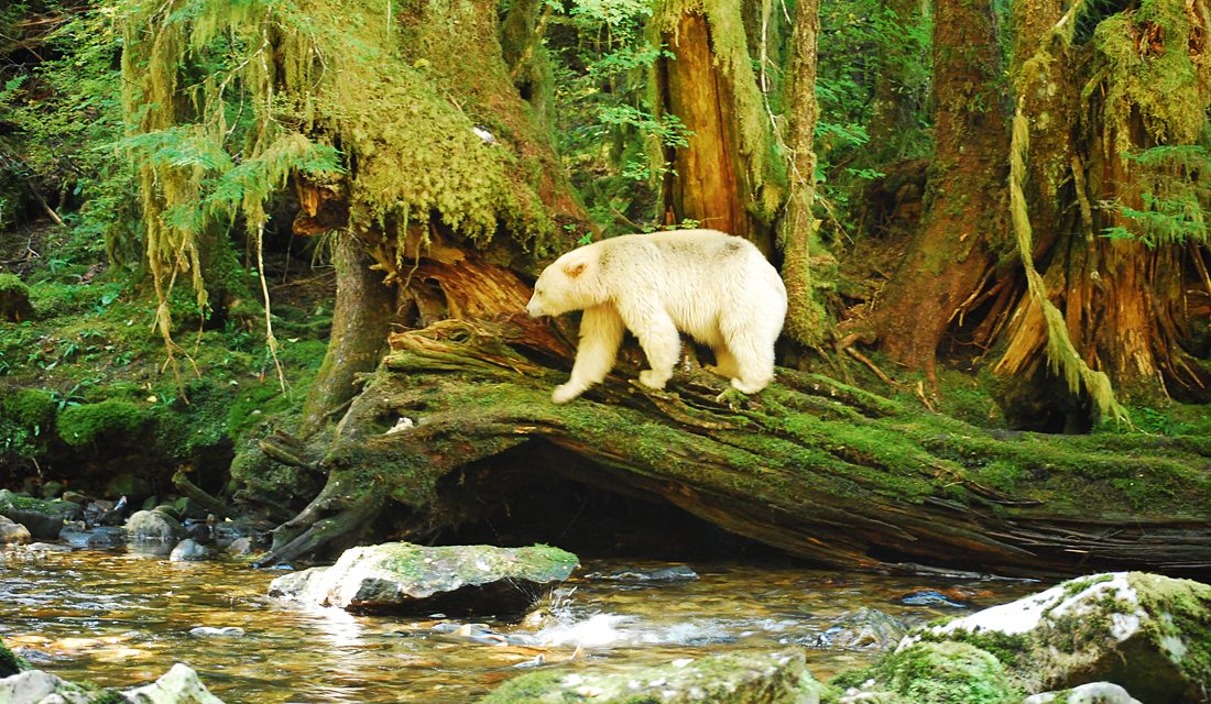 Finding Magic in the Great Bear Rainforest - A Photo Journal
