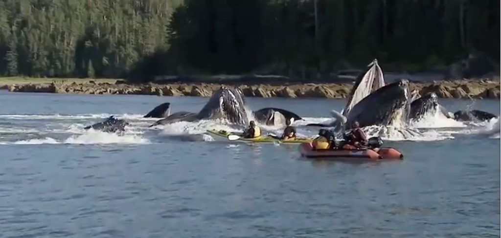 Whales-and-Boat-CROP_Web | Good Nature Travel Blog