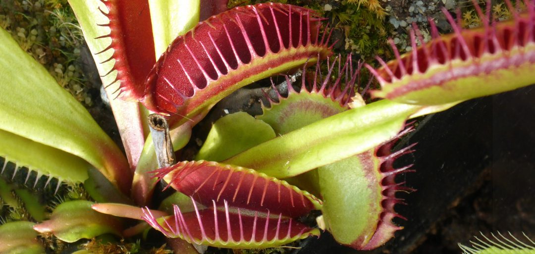 venus-flytrap-CROP_Web | Good Nature Travel Blog