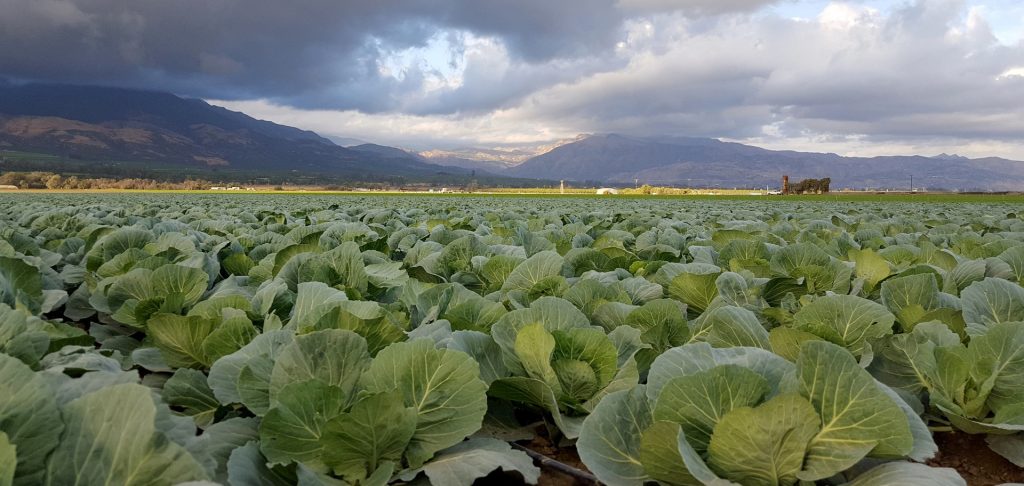 California-Cabbage-CROP_Web | Good Nature Travel Blog