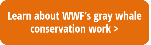 Gray whale conservation | Good Nature Travel Blog