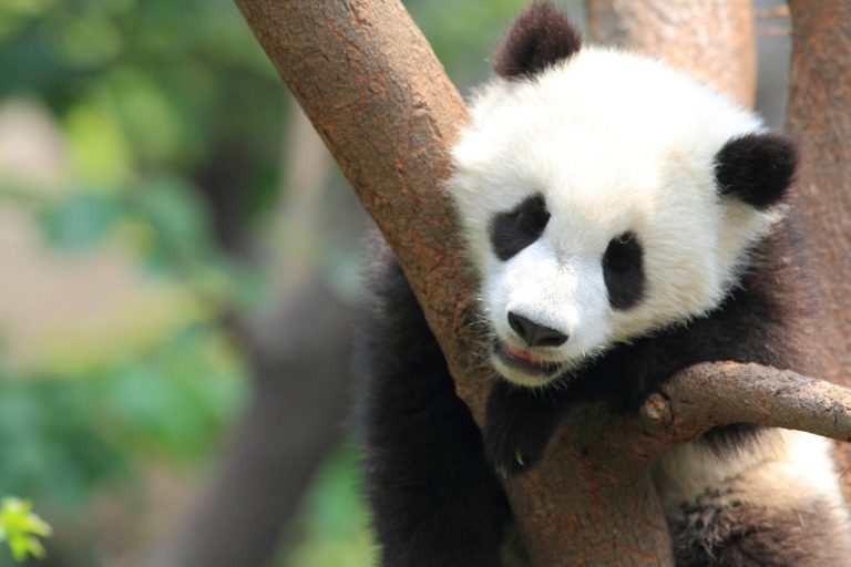 Panda – Brad Josephs – NHA 3 | Good Nature Travel Blog