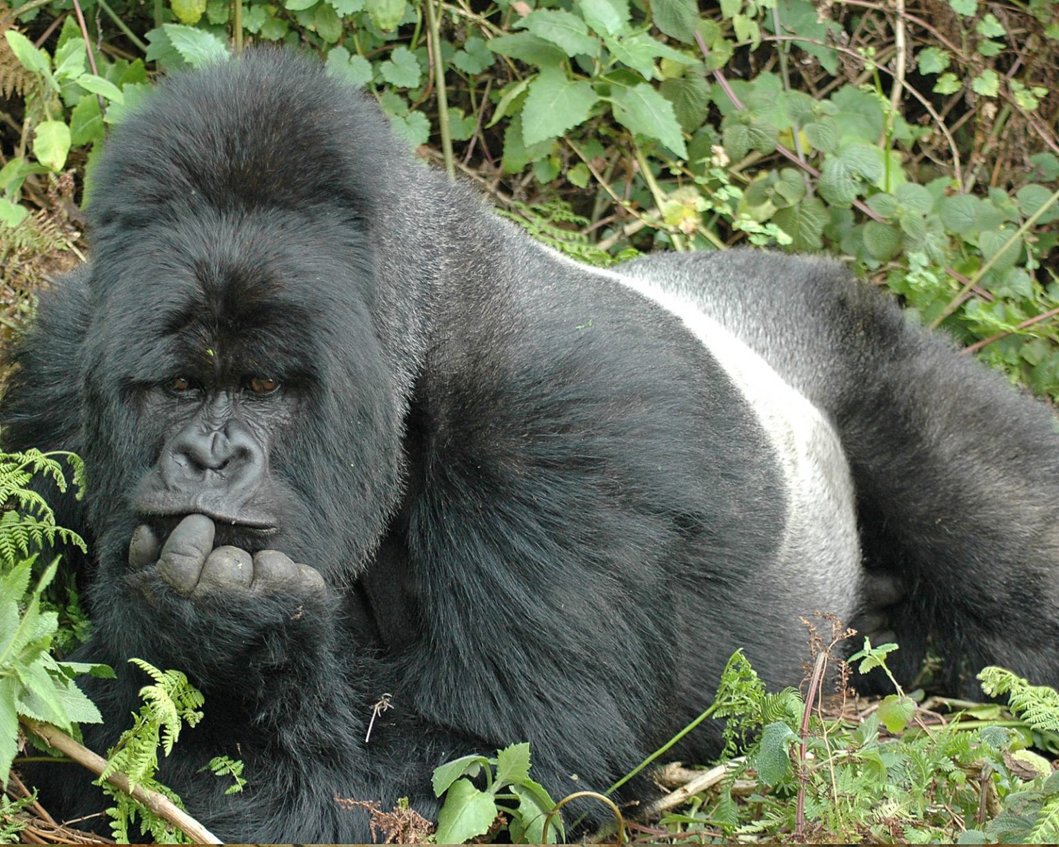 gorilla | Good Nature Travel Blog