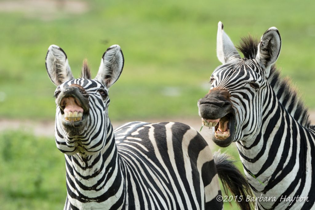 Laughing Zebras | Good Nature Travel Blog