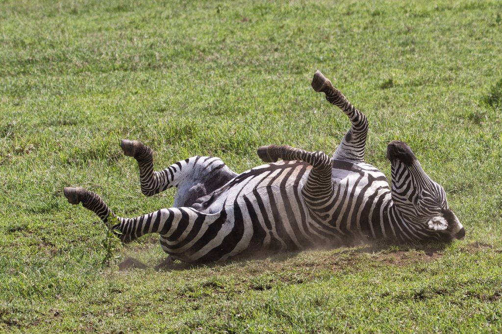 sized_Zebrarollingindirt6747 | Good Nature Travel Blog