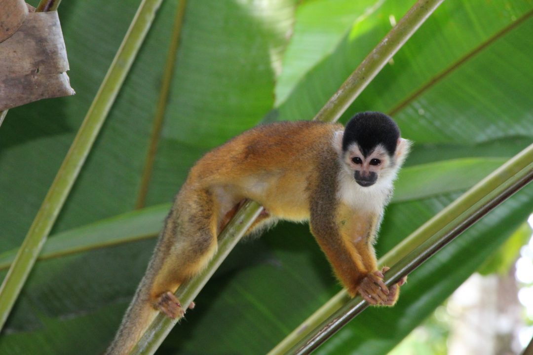 Monkey CR | Good Nature Travel Blog