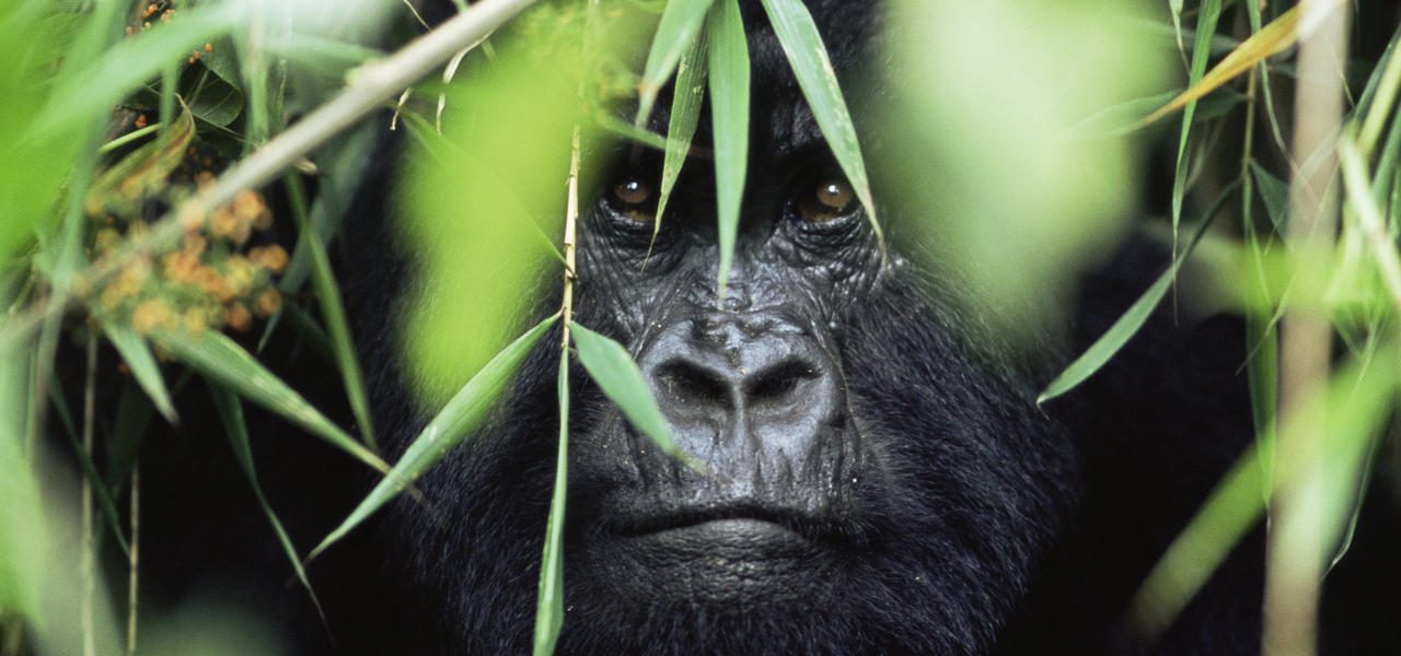 See—and Save—Endangered Gorillas in the Mist