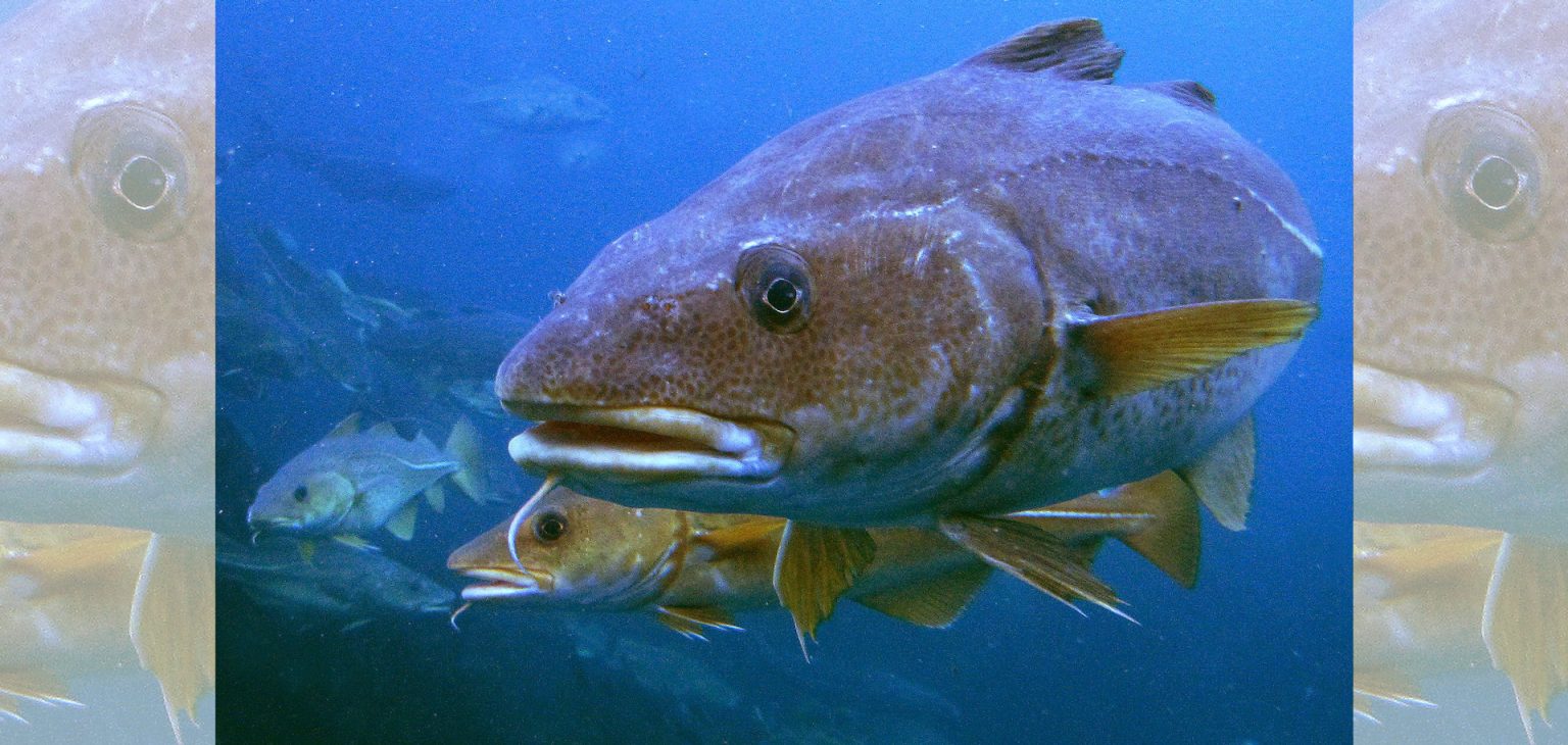 Cod_Per-Harald-Olsen-NTNU_flickr-fin_Web | Good Nature Travel Blog