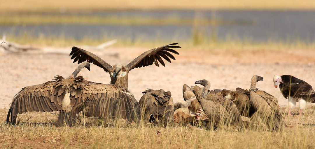 Eric-Rock-VulturesZimbabwe-CROP_Web | Good Nature Travel Blog