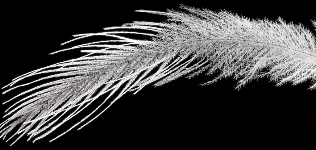 Whooping-crane-feather-fin_Web | Good Nature Travel Blog