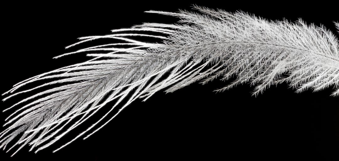 Whooping-crane-feather-fin_Web | Good Nature Travel Blog