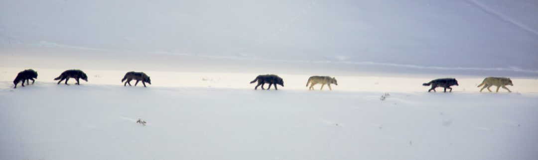 Seven wolves on the move in Wyoming | Good Nature Travel Blog