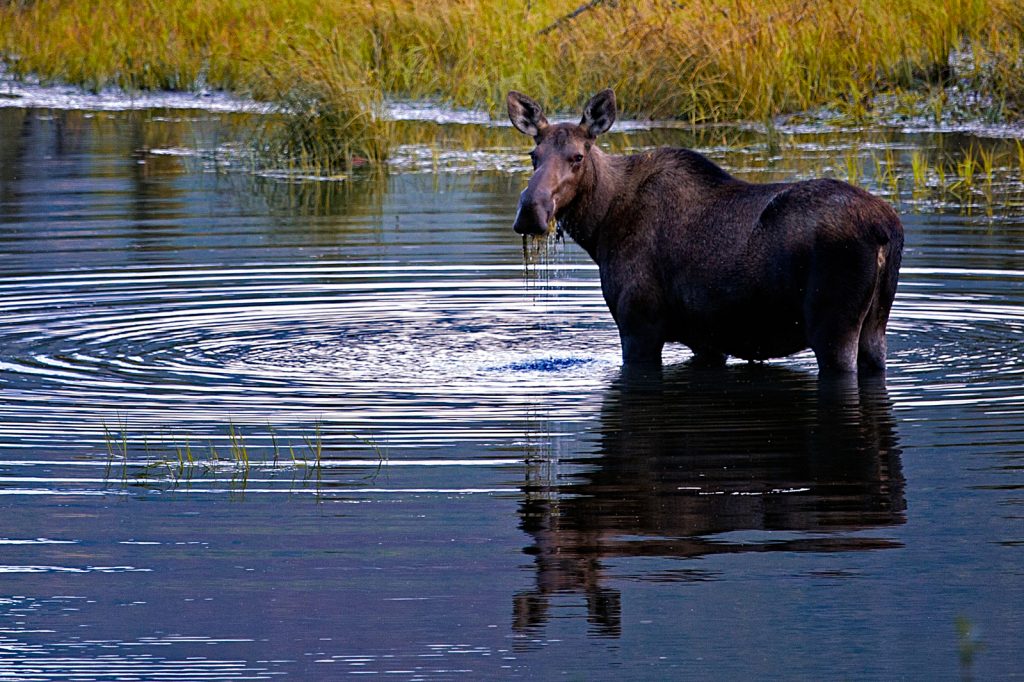 A moose eats willows in Yellowstone | Good Nature Travel Blog