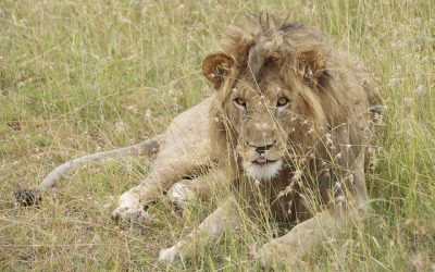 male lion on the savanna | Good Nature Travel Blog