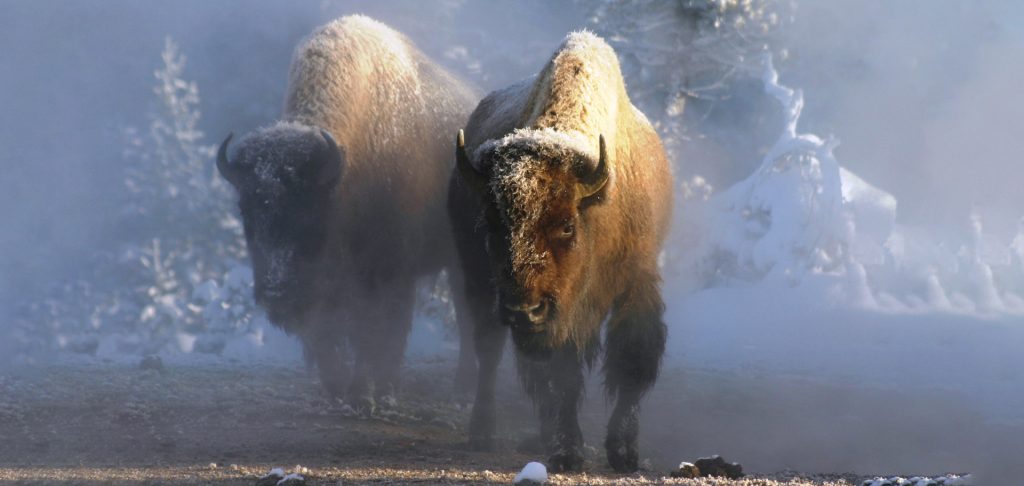 Ben-Forbes_bison-3-CROP_Web | Good Nature Travel Blog