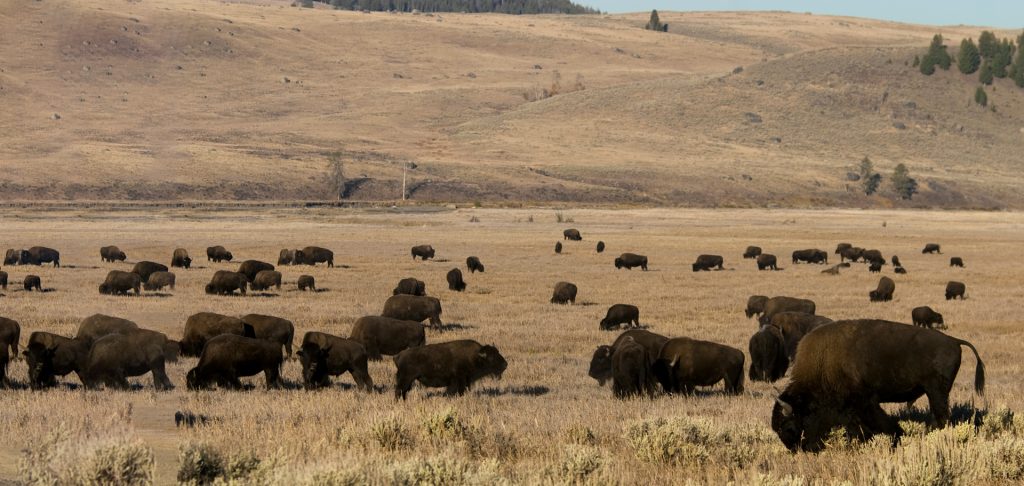 Colin-McNulty-YellowstoneBison1-CROP_Web | Good Nature Travel Blog