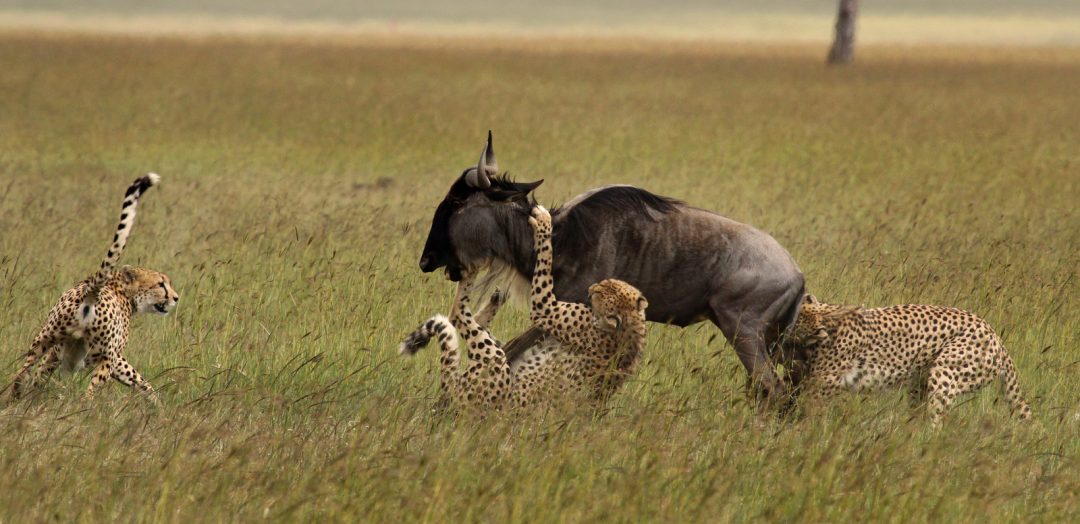 Cheetahs catch a wildebeest on the Serengeti | Good Nature Travel Blog