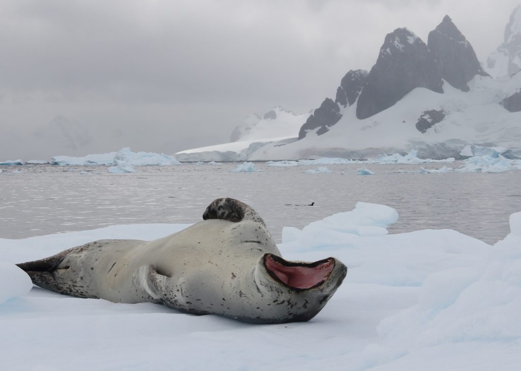 Ted Martens Seal_Web | Good Nature Travel Blog