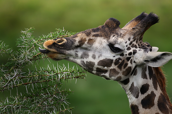 giraffe-eric-rock | Good Nature Travel Blog