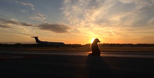 Piper-at-Sunset_Web | Good Nature Travel Blog