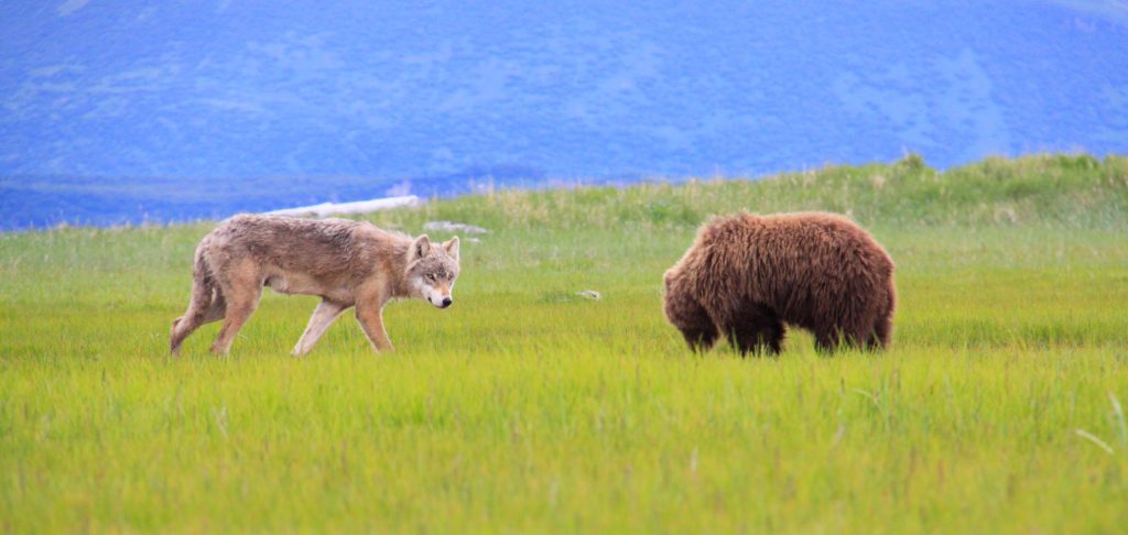 Brad-Josephs2-Wolf-CROP_Web | Good Nature Travel Blog