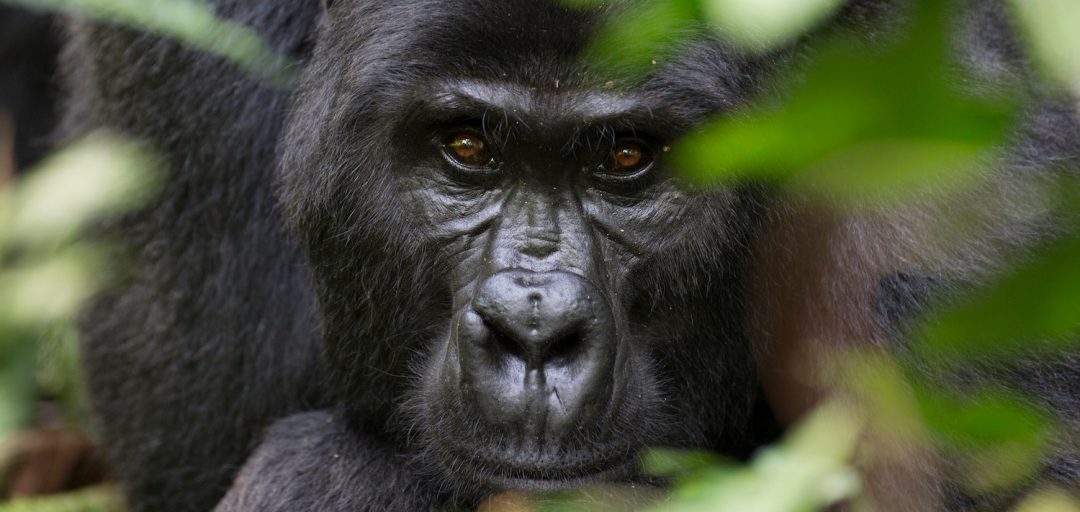 Mountain,Gorilla,Ape,Close-up,Portrait | Good Nature Travel Blog
