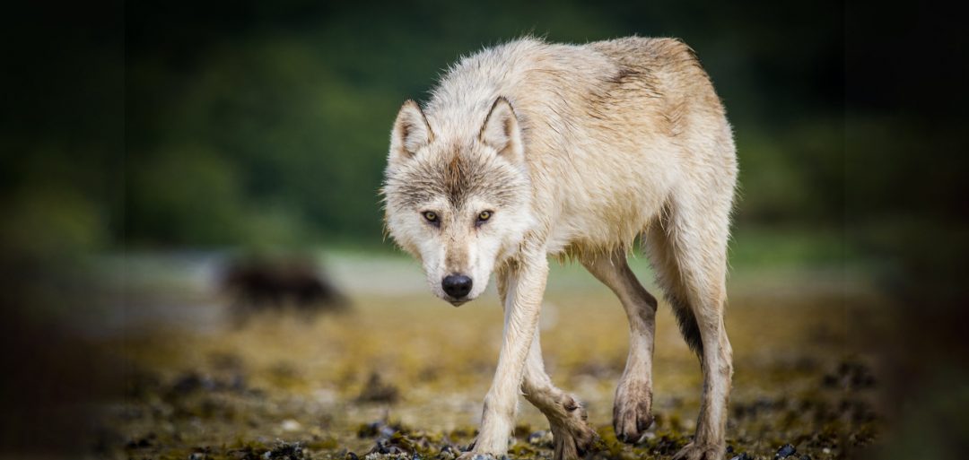 Coastal-Wolf_Katmai-NP_Public-Domain-CROP_Web | Good Nature Travel Blog